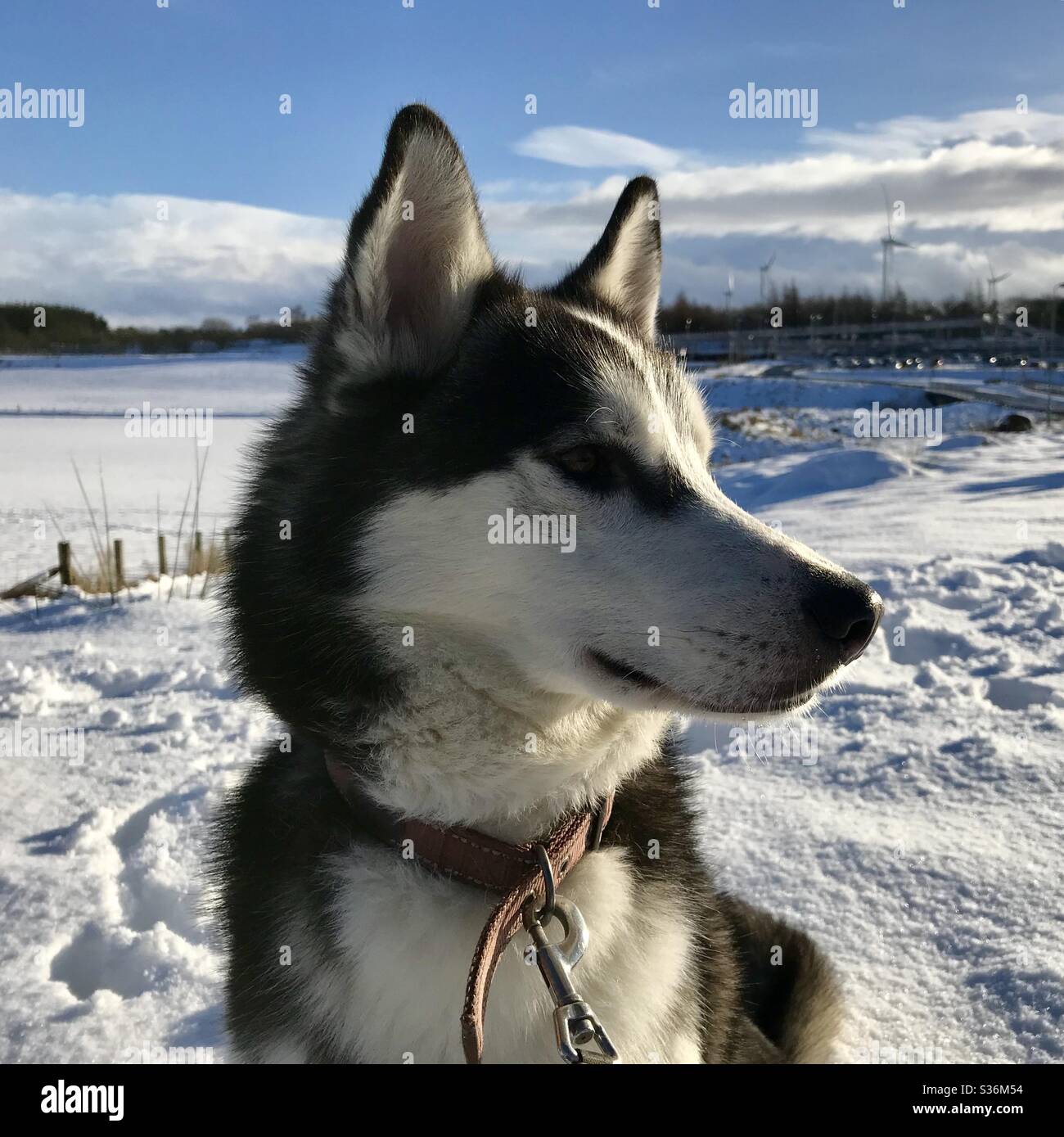Husky in snow hi-res stock photography and images - Alamy