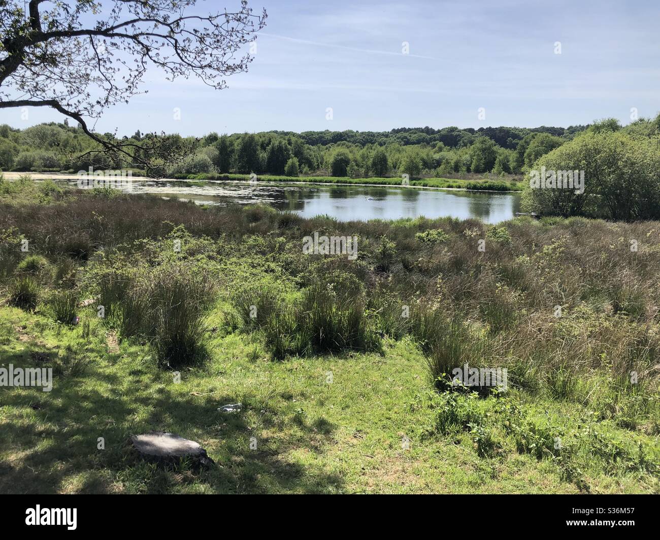The pool in summer Stock Photo - Alamy