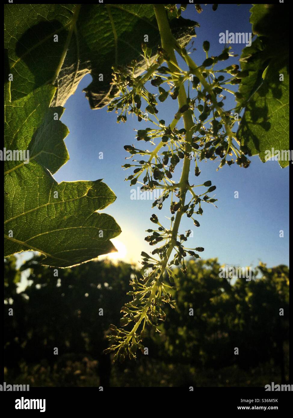 Syrah grapevines in flower, Catalonia, Spain Stock Photo - Alamy
