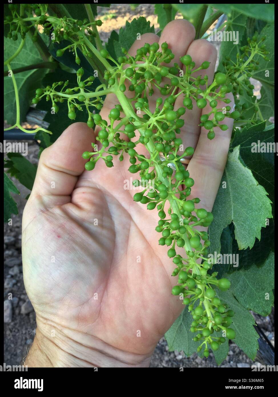 Baby Pedro Ximénez grapes on the grapevine, Catalonia, Spain Stock ...