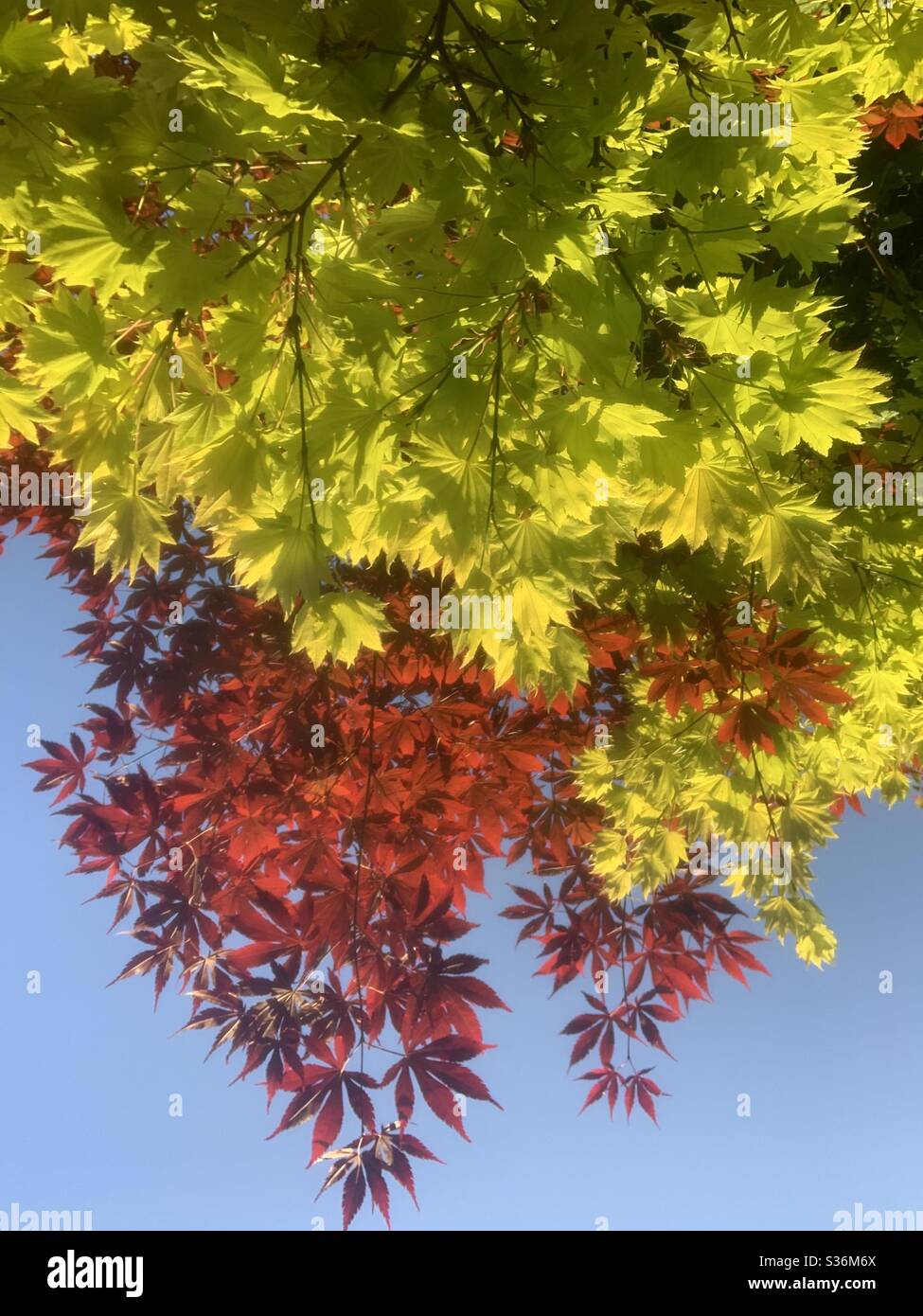 Acer trees hi-res stock photography and images - Alamy