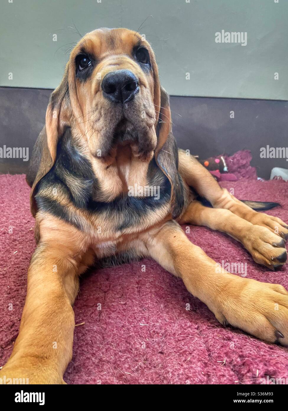 Miniature Bloodhound