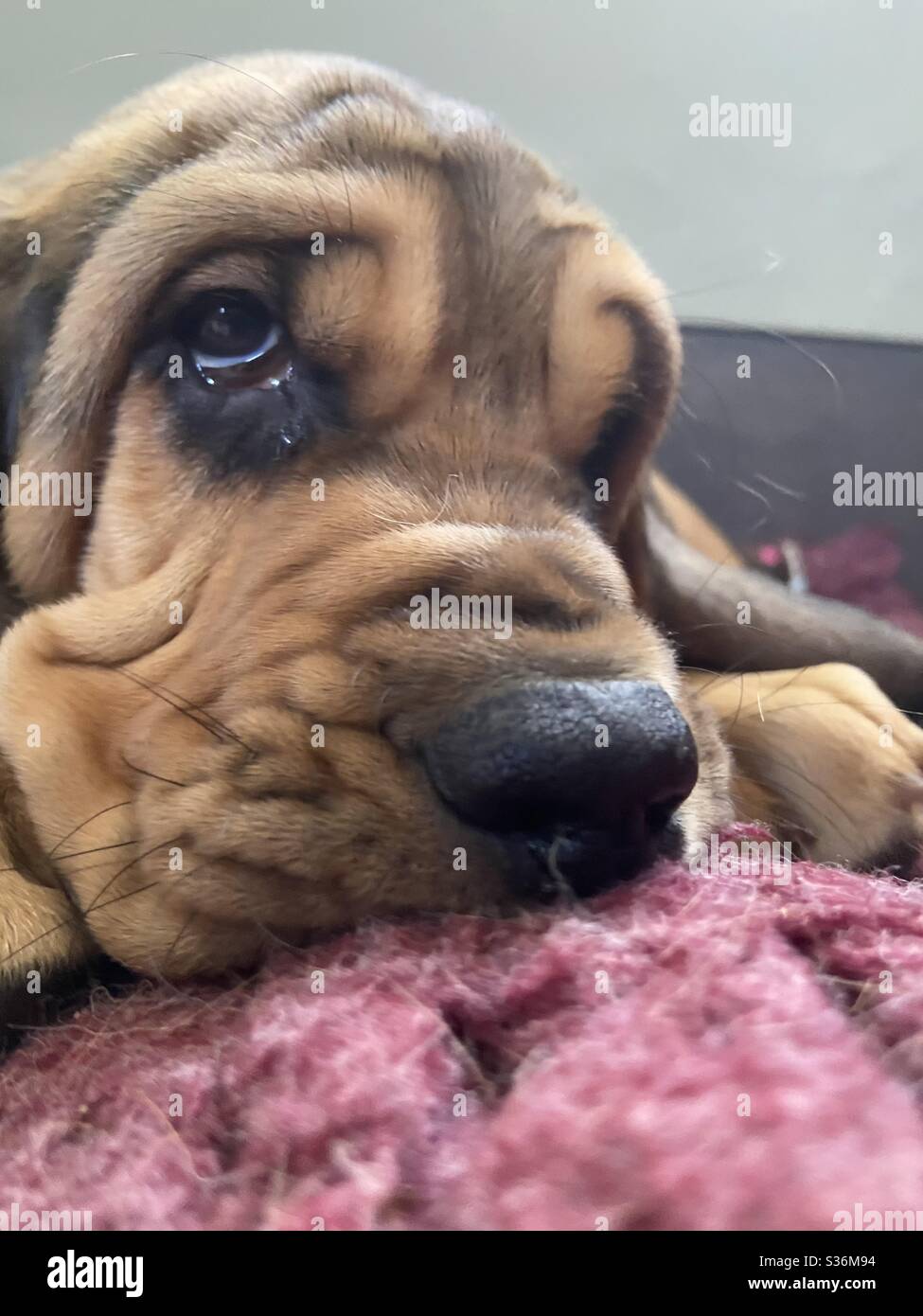 Bloodhound puppy hi-res stock photography and images - Alamy