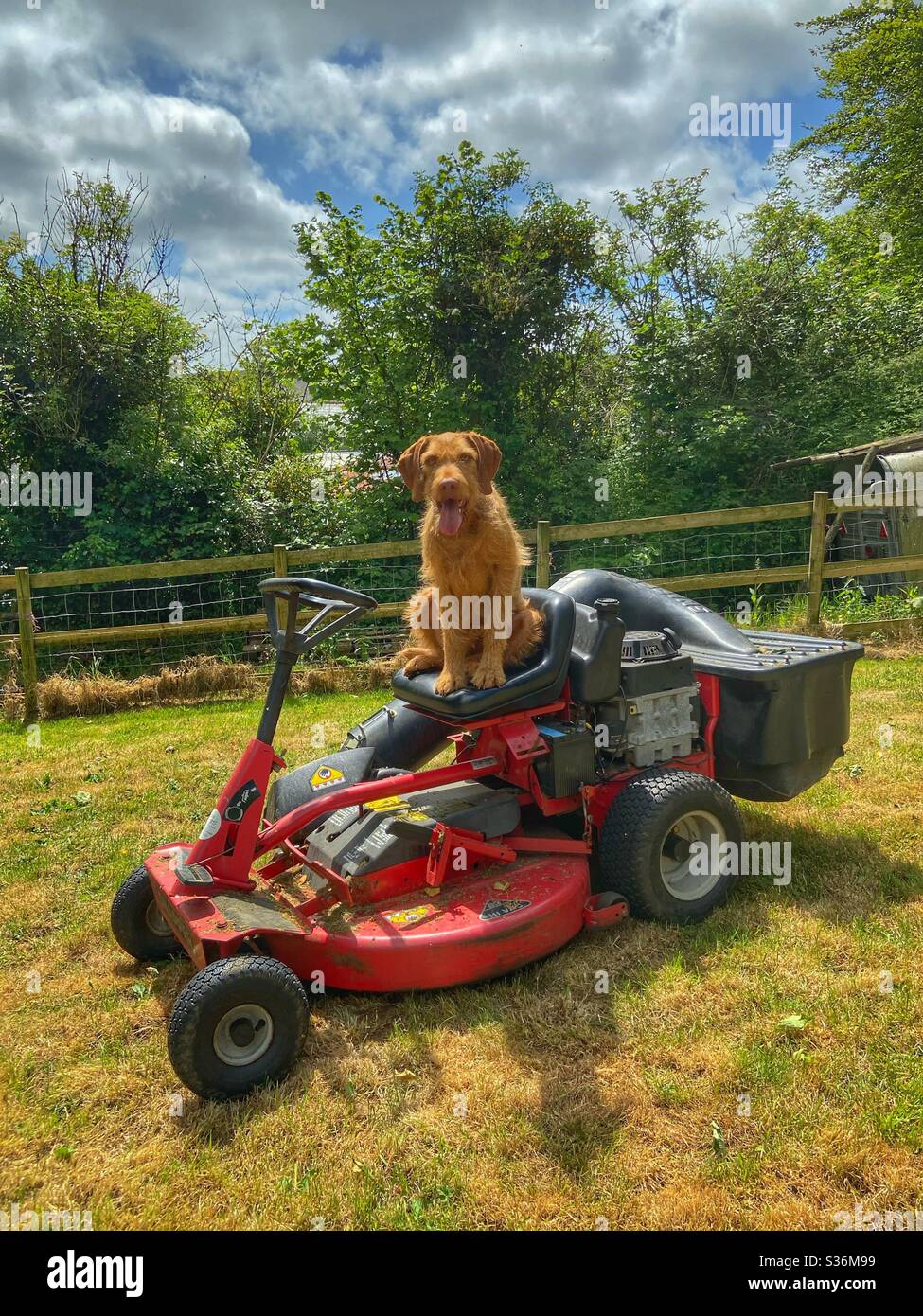 Lawnmower Dog High Resolution Stock Photography and Images - Alamy