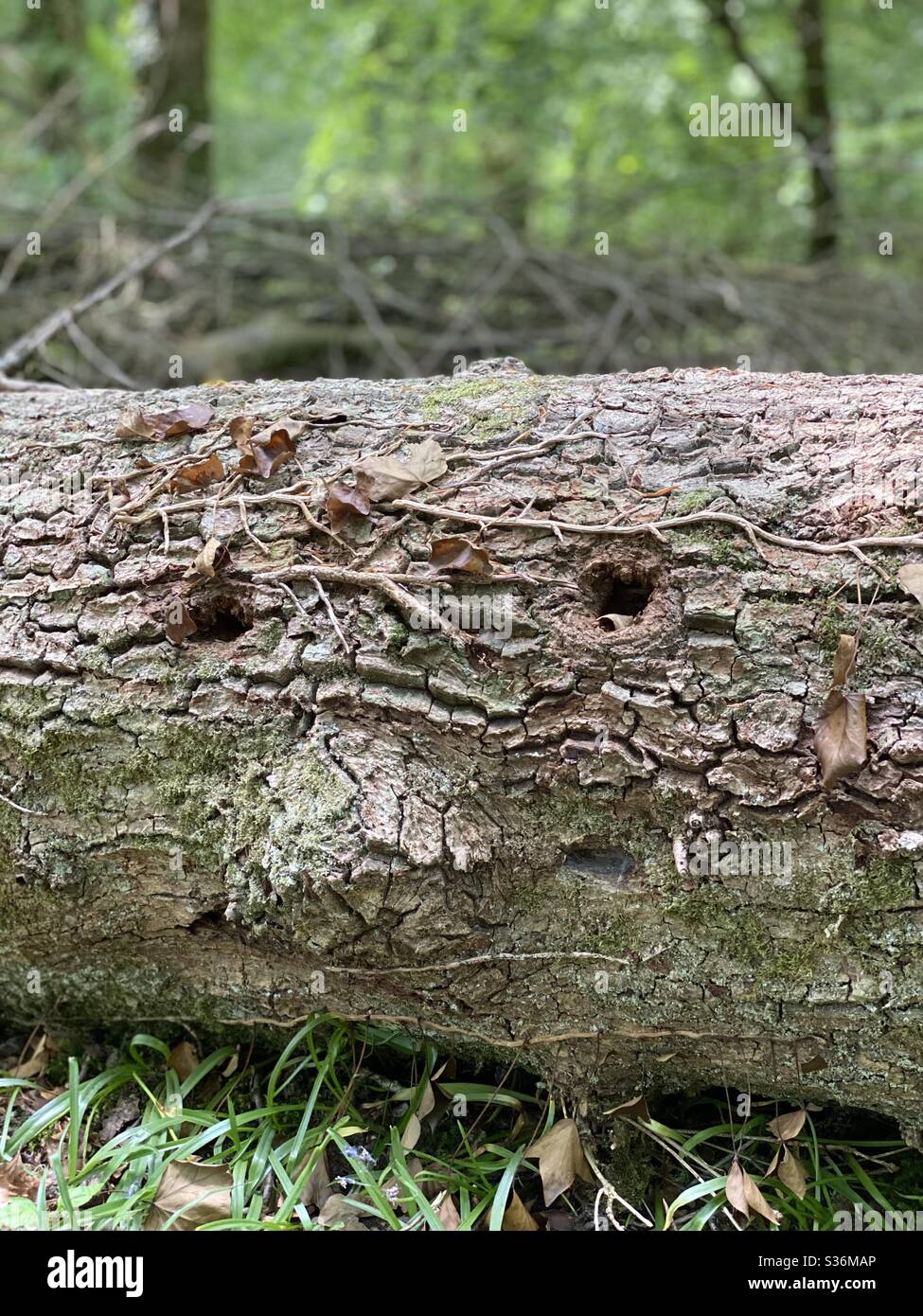 Tree face hi-res stock photography and images - Alamy