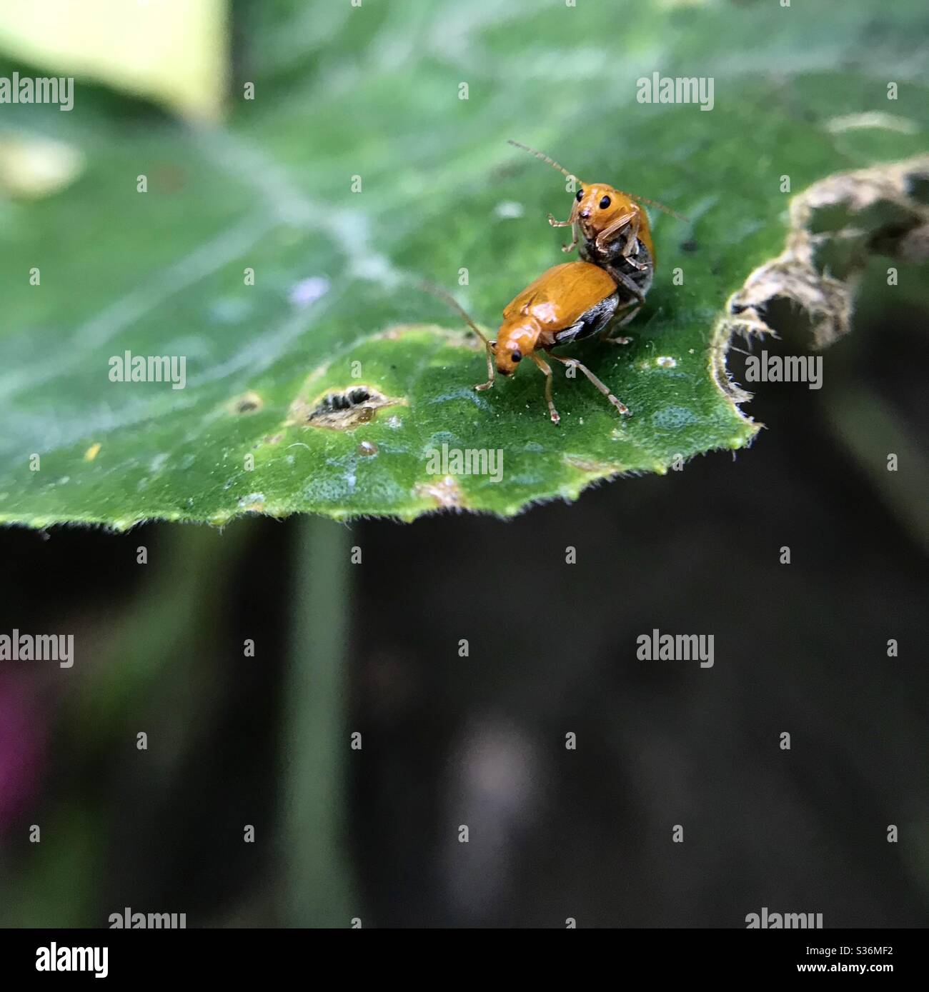 Bug orange hi-res stock photography and images - Alamy
