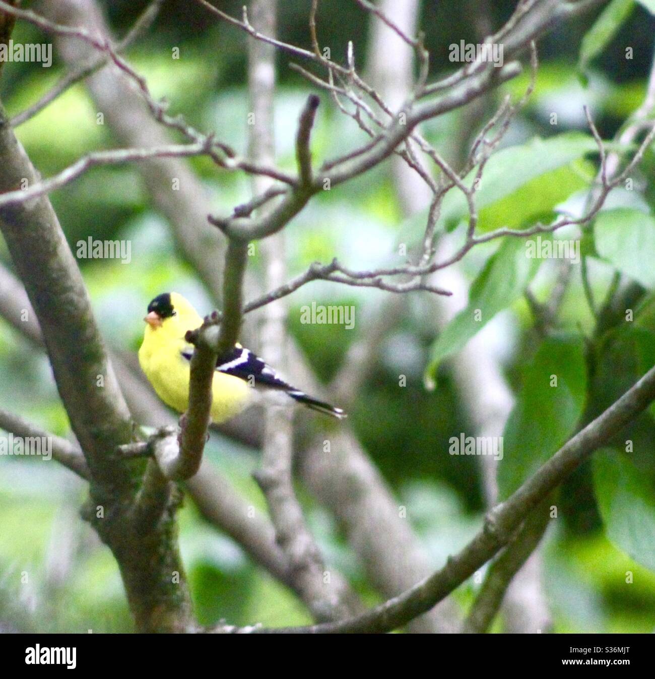 Finch in tree hi-res stock photography and images - Alamy