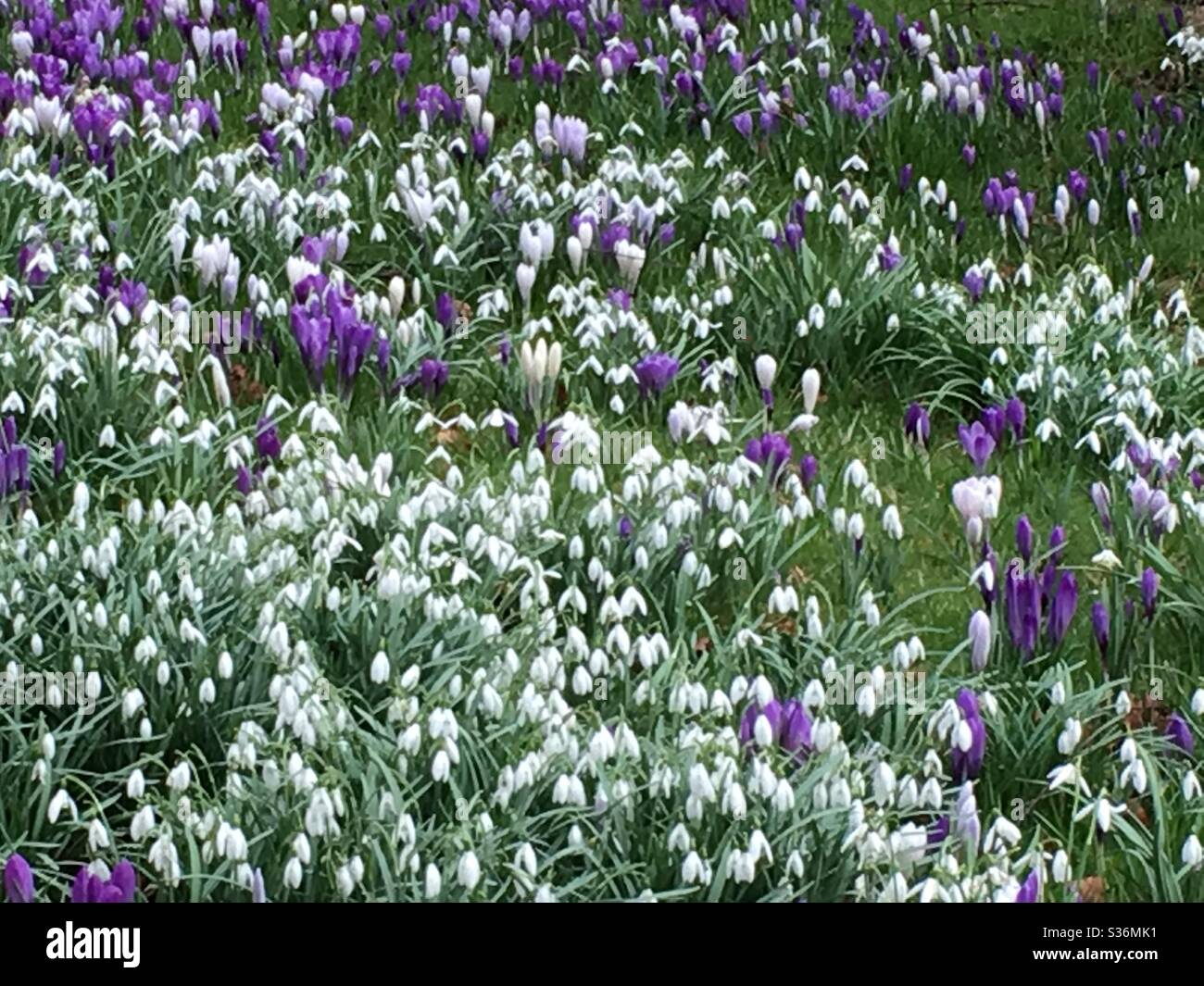 Snowdrops and purple crocuses Stock Photo - Alamy