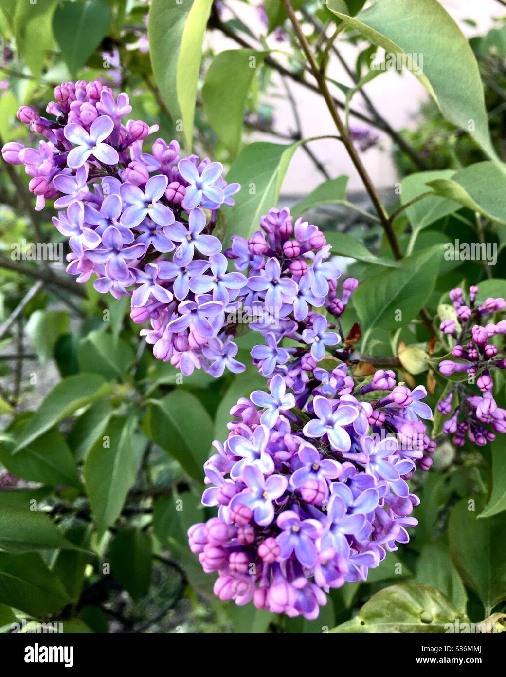 Syringa flower hi-res stock photography and images - Alamy
