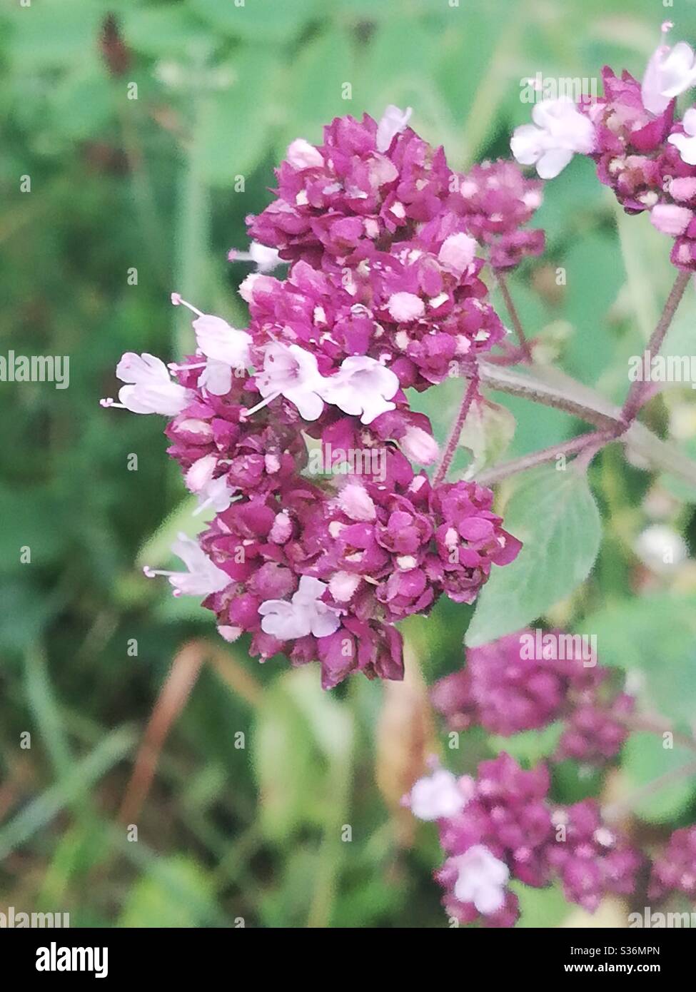 Mini flowers hi-res stock photography and images - Alamy