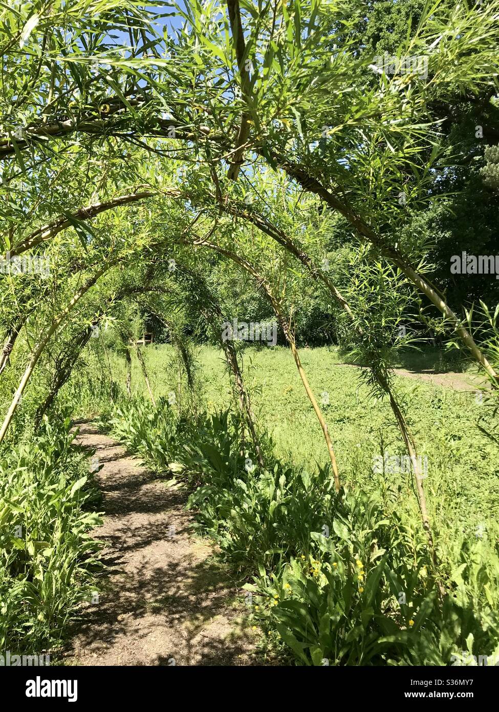 Willow Arch High Resolution Stock Photography and Images - Alamy