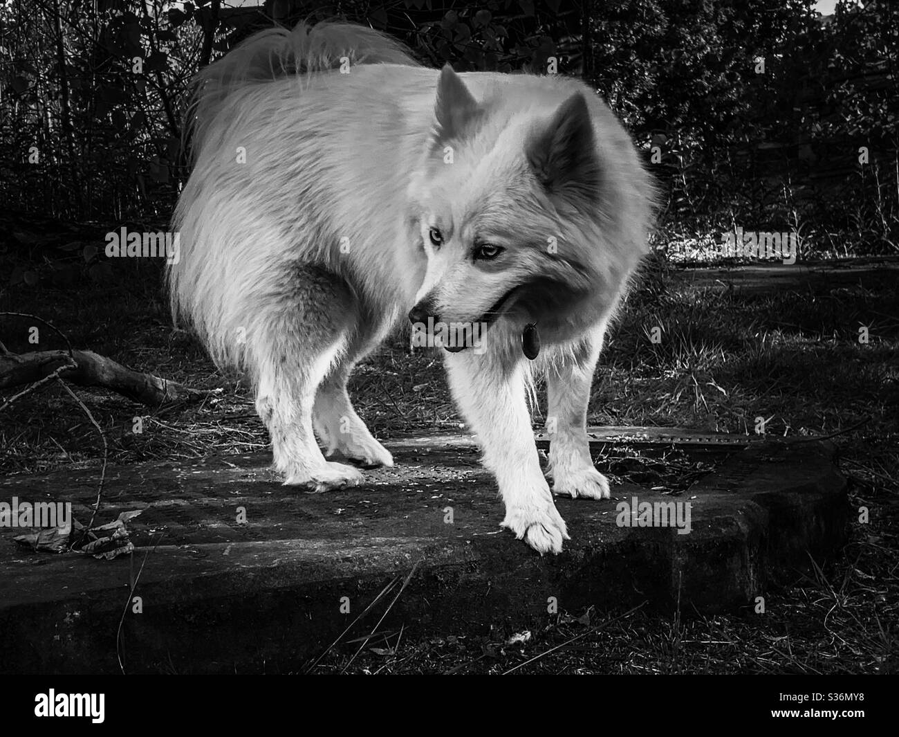 Ghost dog hi-res stock photography and images - Alamy