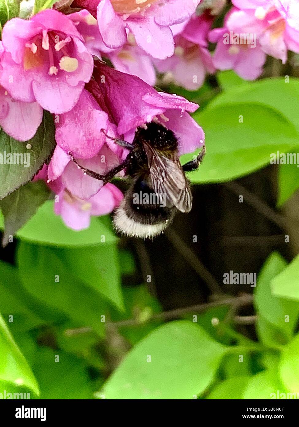 Busy with insects hi-res stock photography and images - Alamy