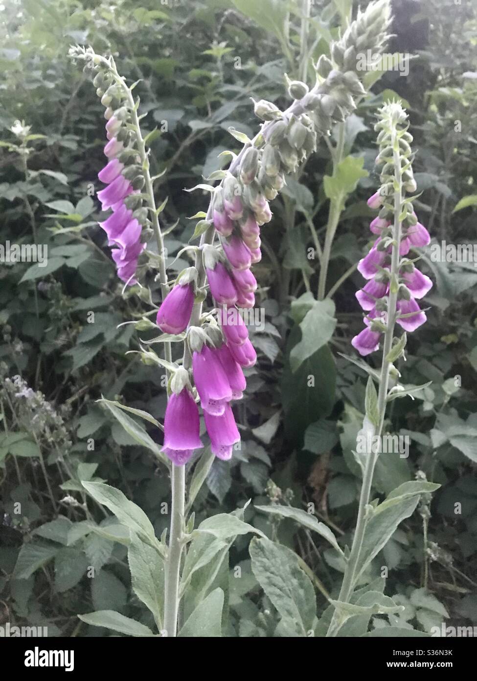 Wild foxglove hi-res stock photography and images - Alamy