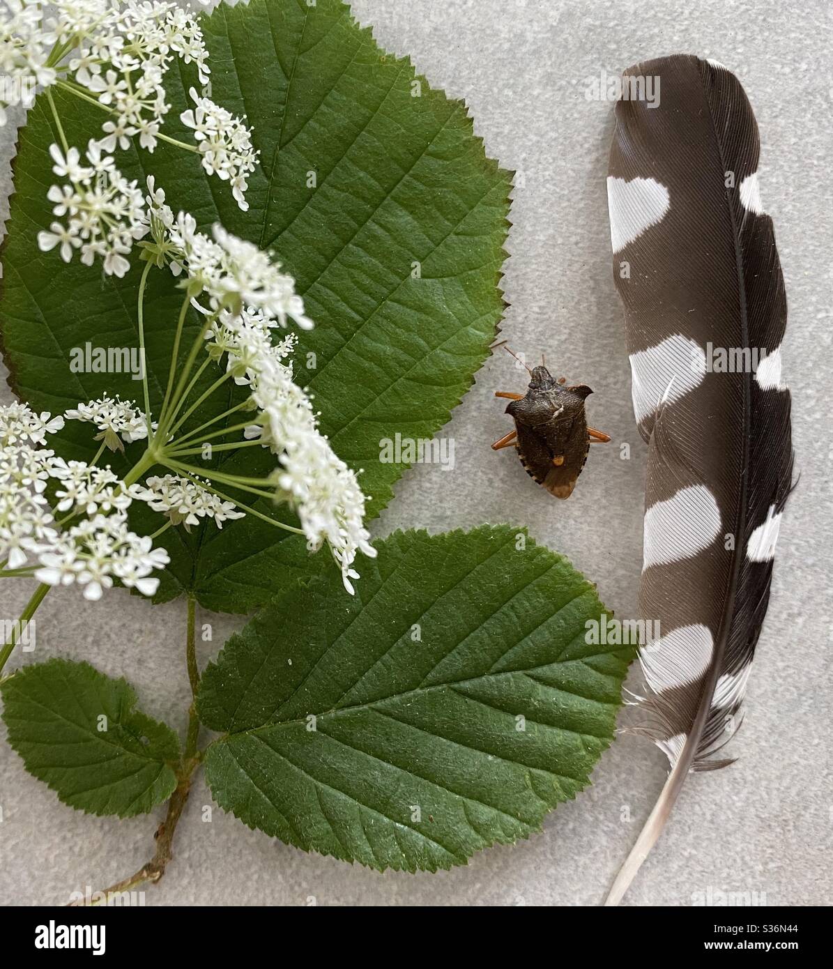 Feather spring hi-res stock photography and images - Alamy