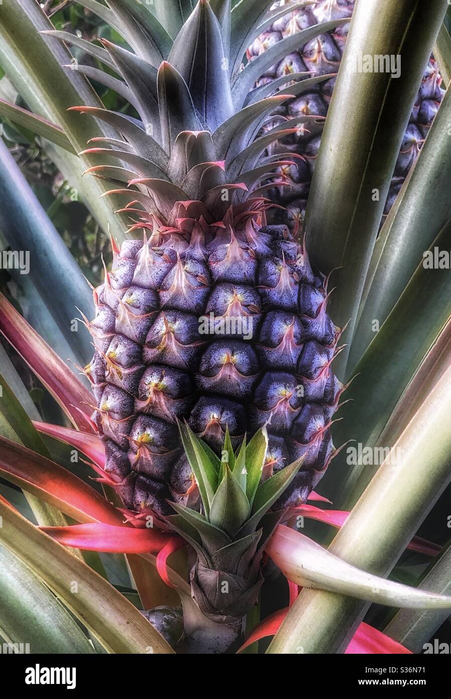 Hawaiian pinapple hi-res stock photography and images - Alamy