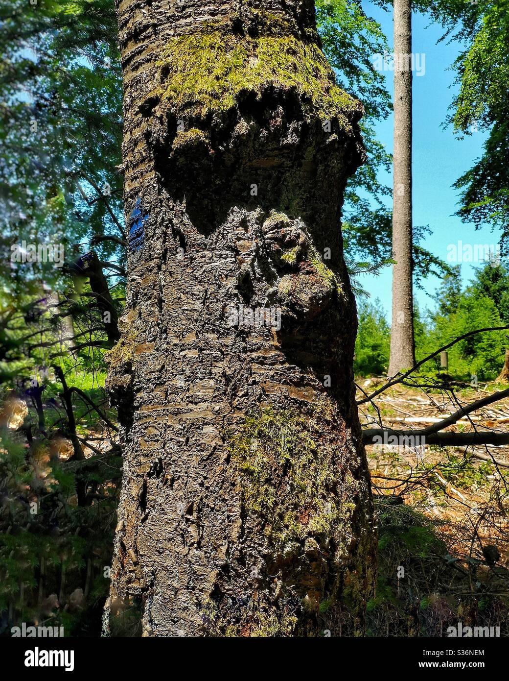 Old tree with face Stock Photo - Alamy