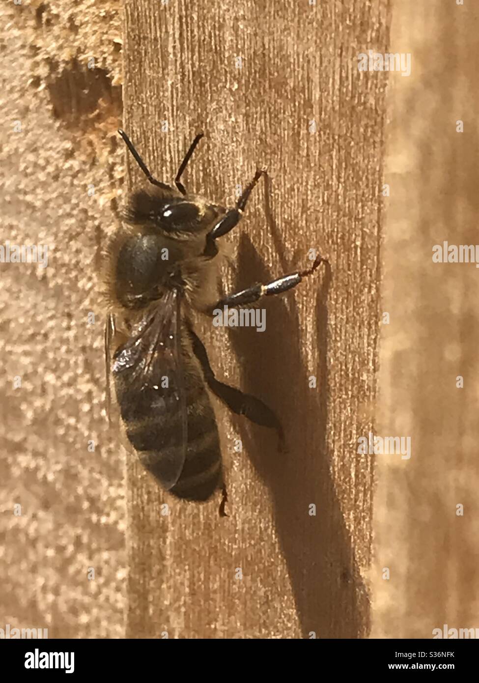 Rest and preen hi-res stock photography and images - Alamy