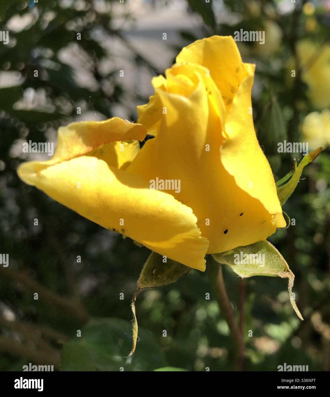 Yellow flowers in details hi-res stock photography and images - Alamy