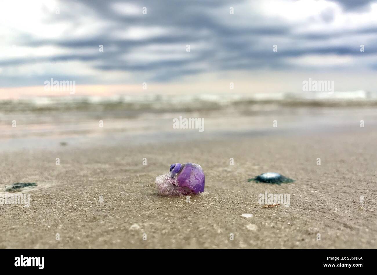 Purple snail hi-res stock photography and images - Alamy