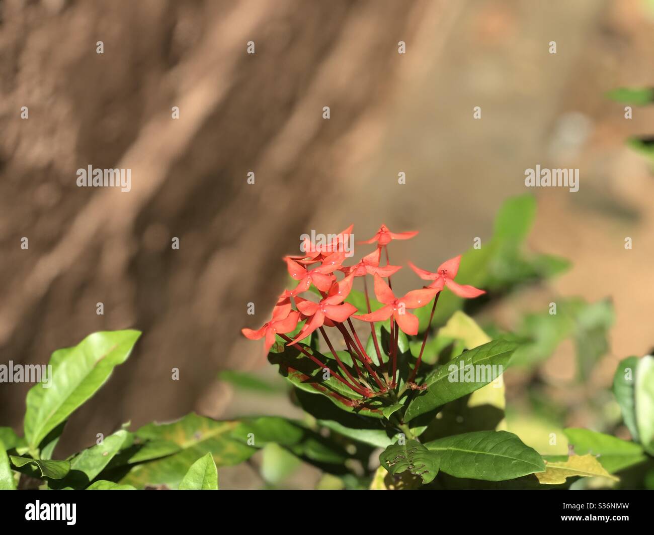 Kerala flowers hi-res stock photography and images - Alamy