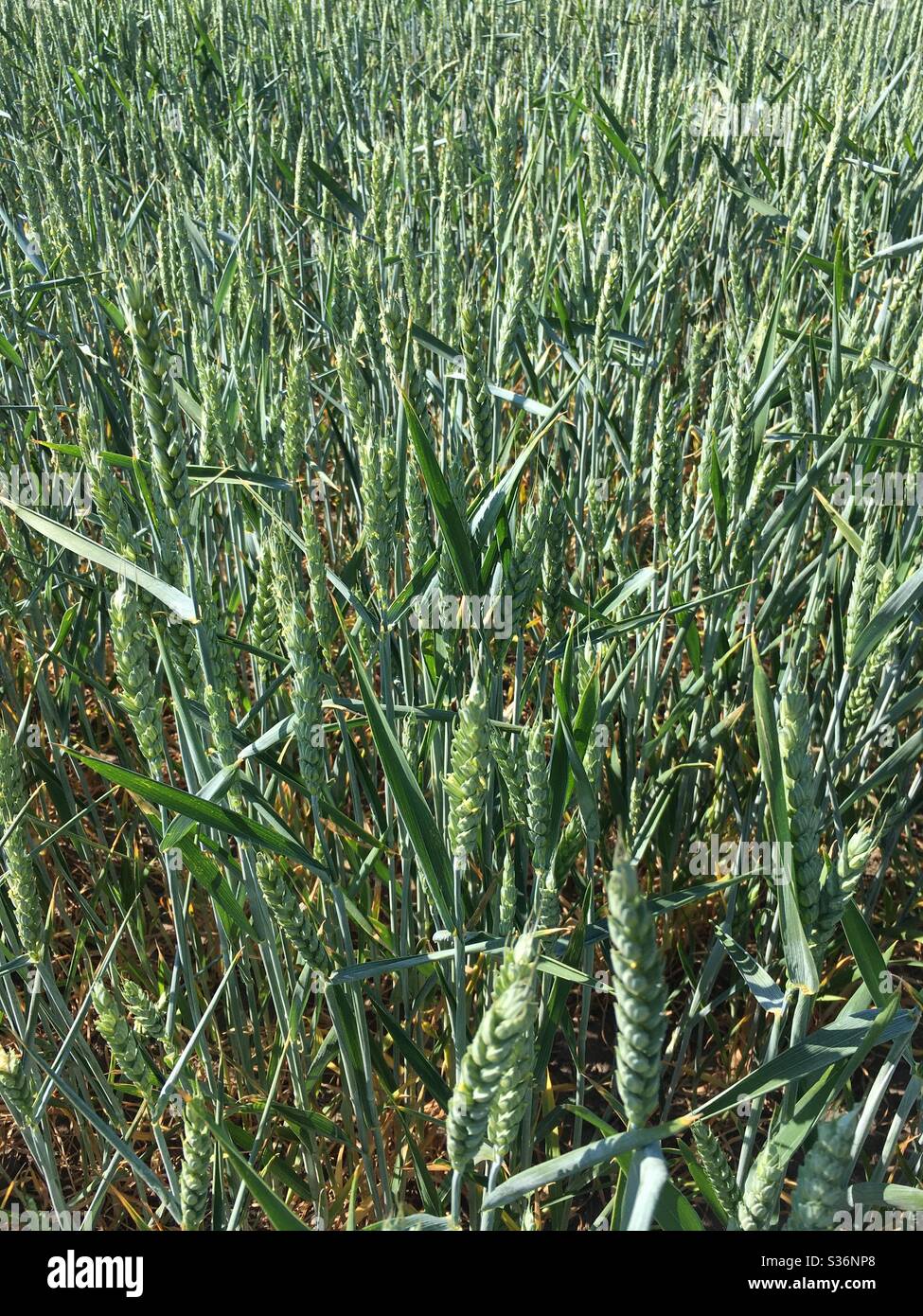 Corn growing in farmers field Stock Photo - Alamy