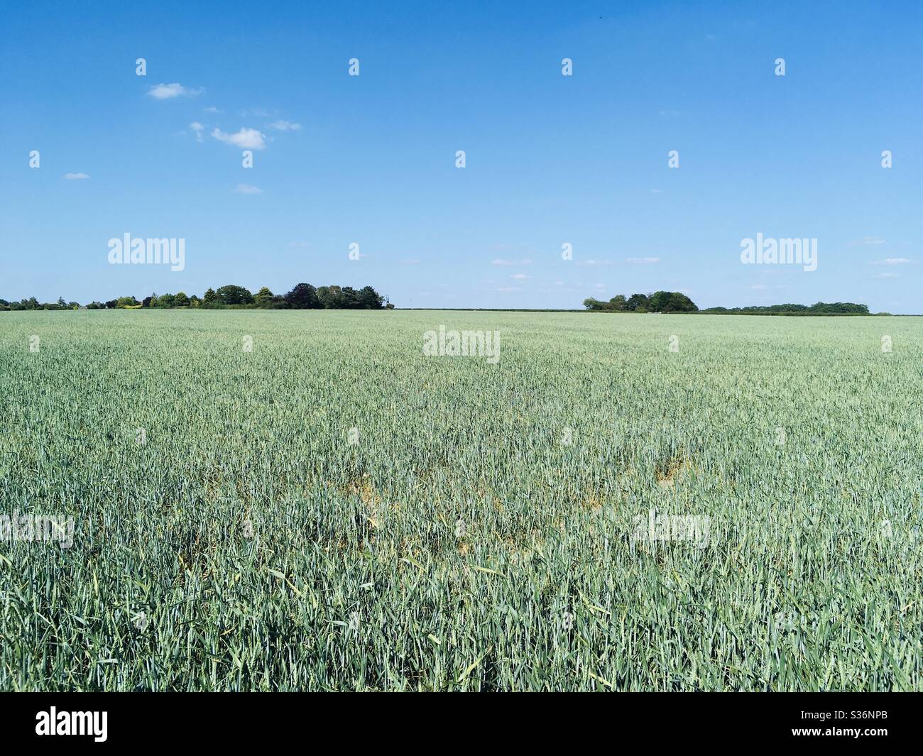Corn growing in farmers field Stock Photo - Alamy