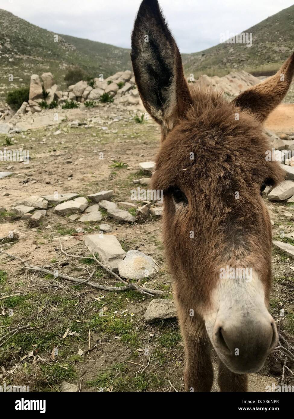 The red donkey on farm Stock Photo - Alamy