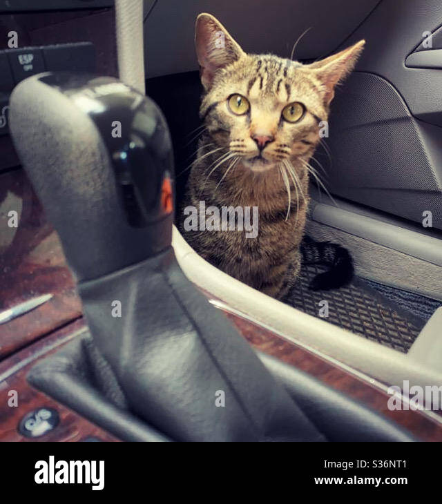 Cats Driving Race Cars