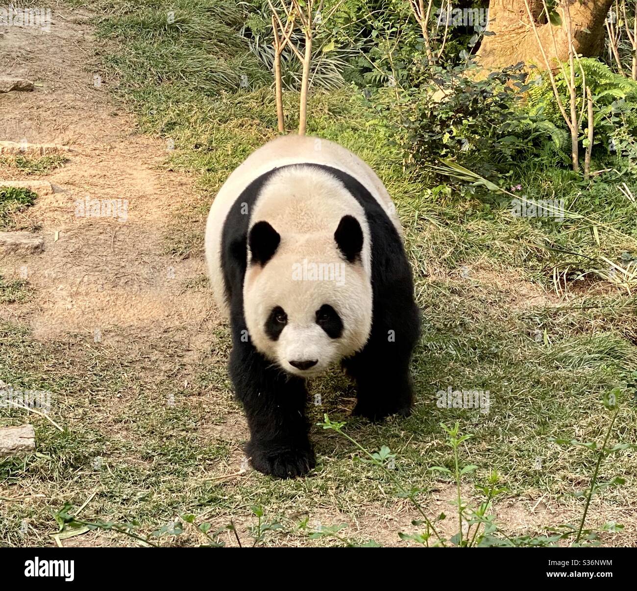 Macau panda hi-res stock photography and images - Alamy