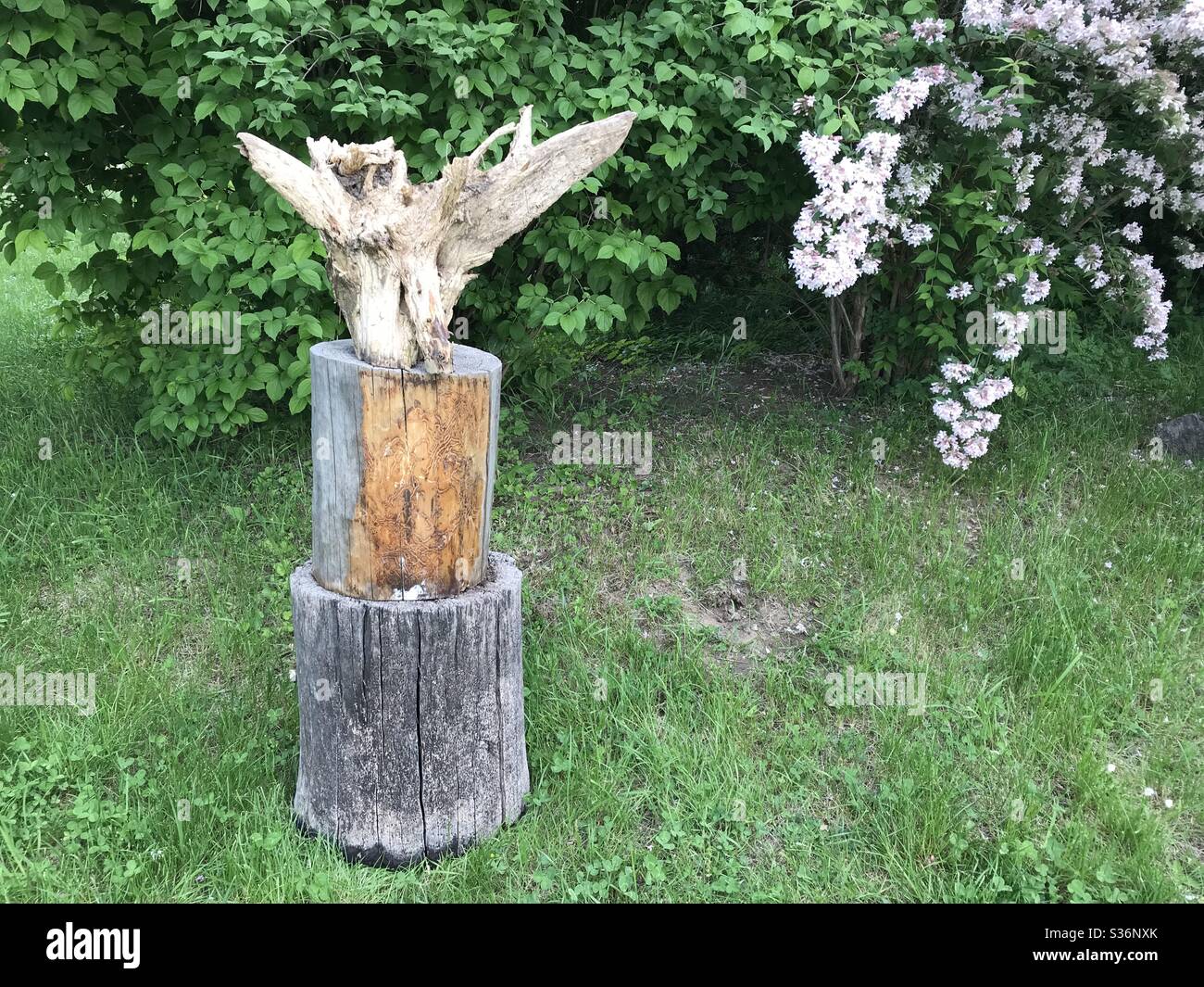 Tree root garden hi-res stock photography and images - Alamy