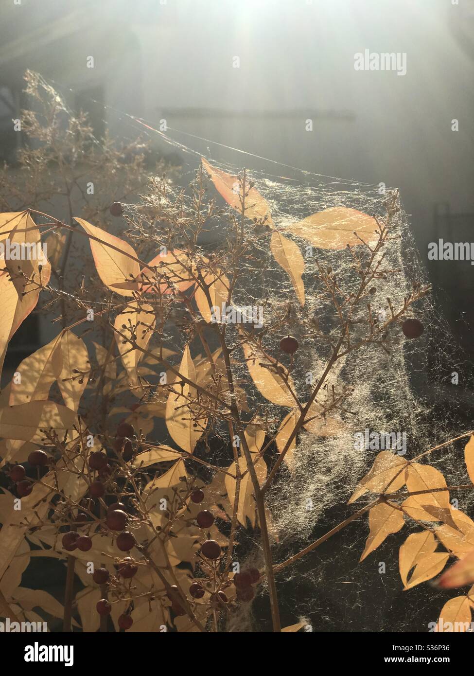 Spider web on dry plant Stock Photo - Alamy