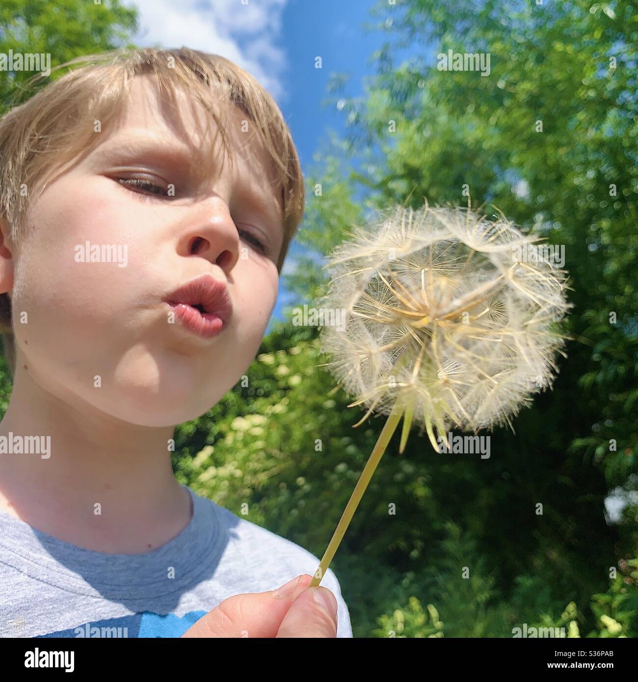 Boy blowing a Dandelion Clock Stock Photo - Alamy