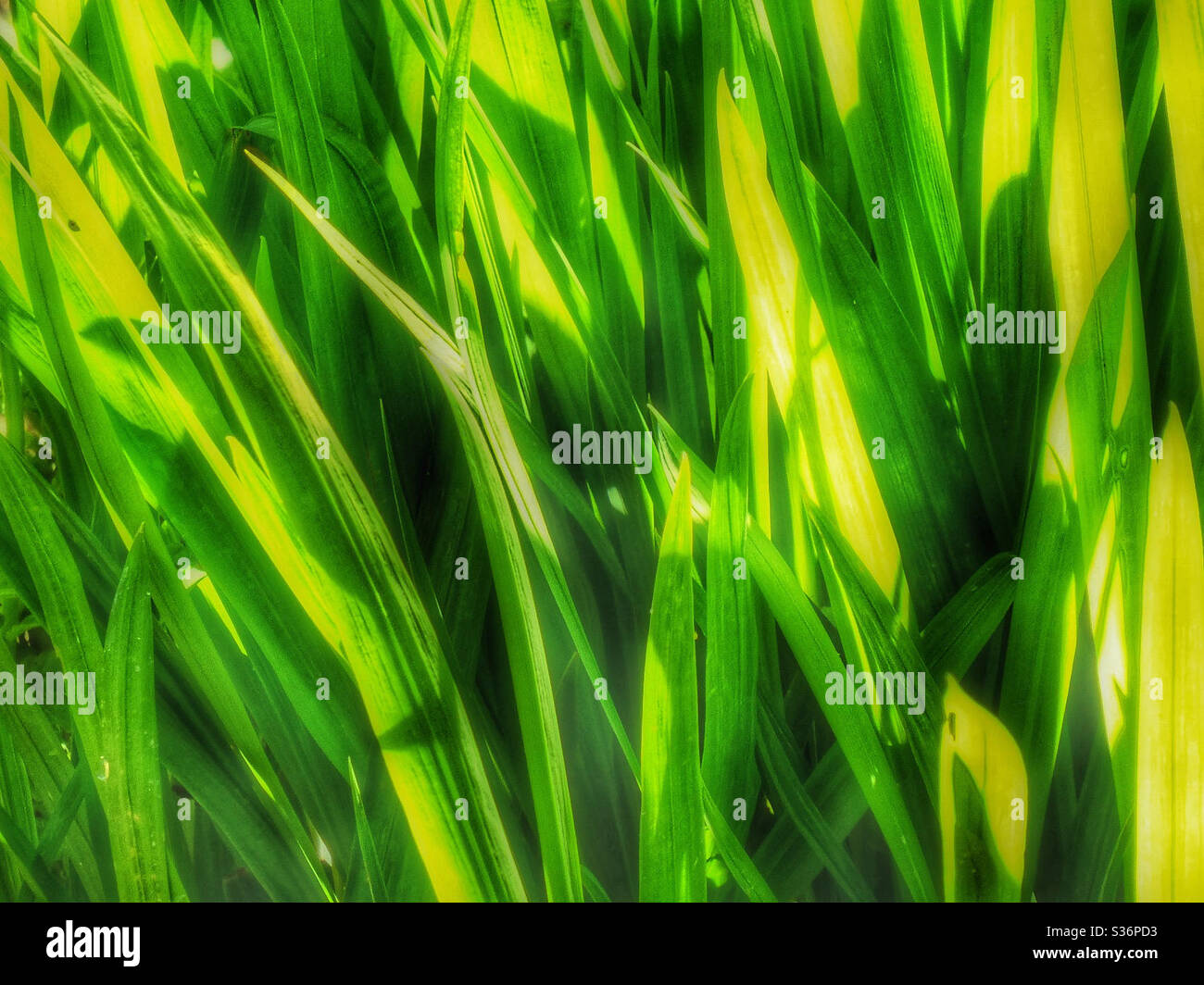 Slender tapering leaves of an iris glowing in radiant sunlight ...