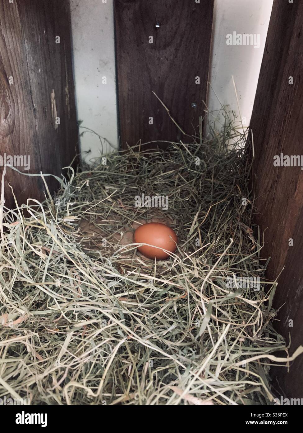 Chickens nest hi-res stock photography and images - Alamy