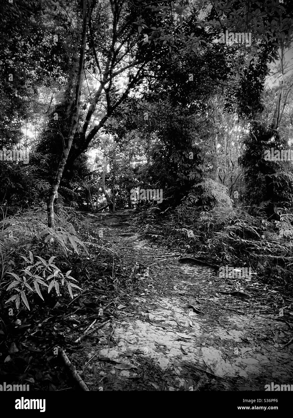 Jungle path hi-res stock photography and images - Alamy