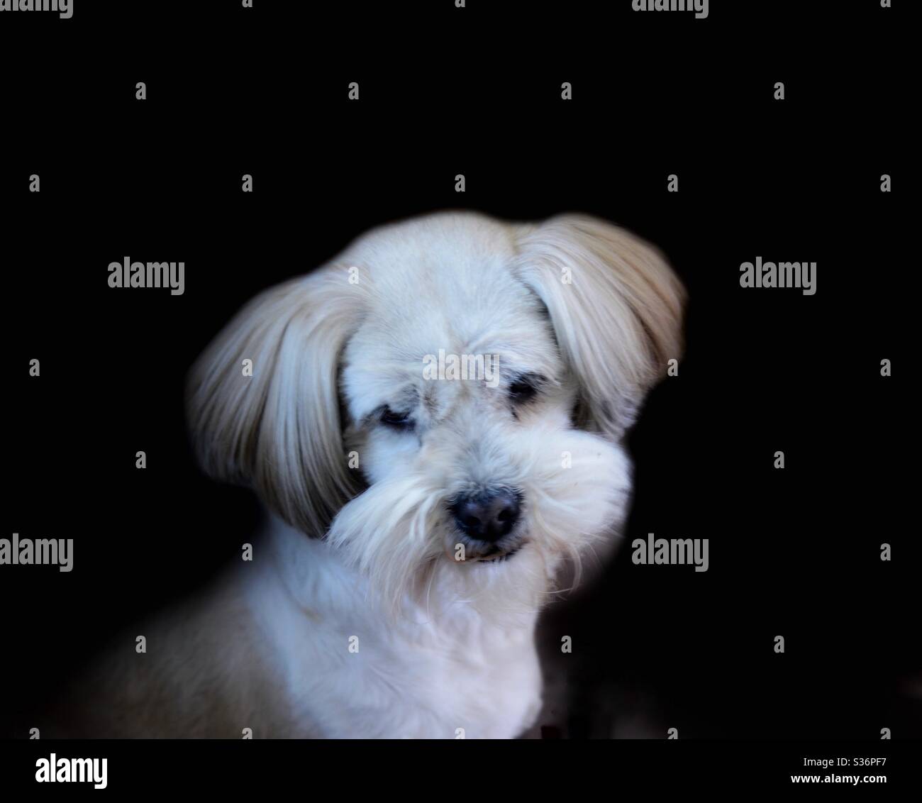 Lhasa dog hi-res stock photography and images - Alamy