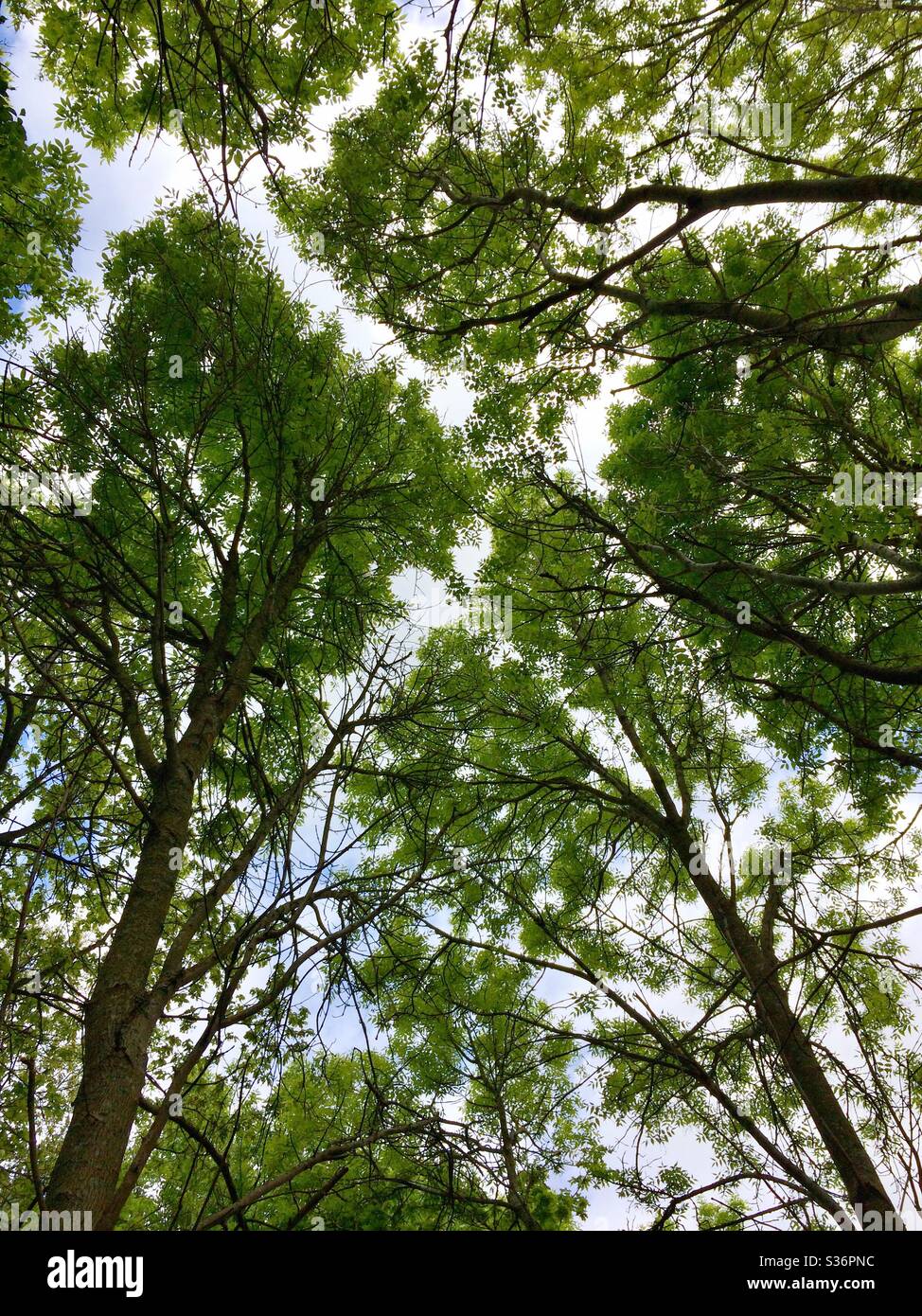 Canopy trees hi-res stock photography and images - Alamy
