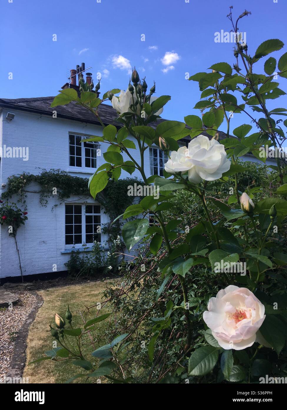 Cottage summer rose hi-res stock photography and images - Alamy
