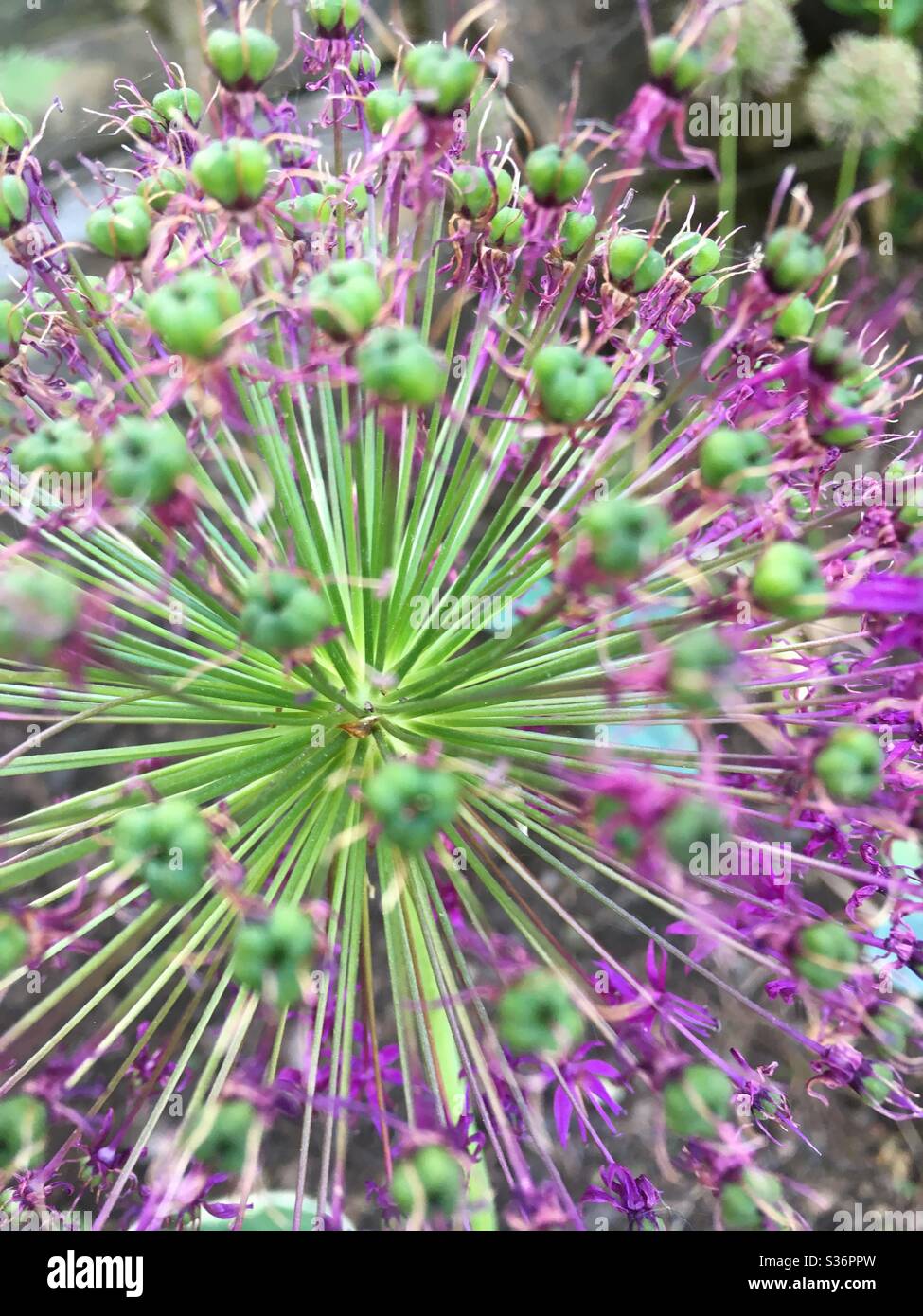 Seed Burst High Resolution Stock Photography and Images - Alamy