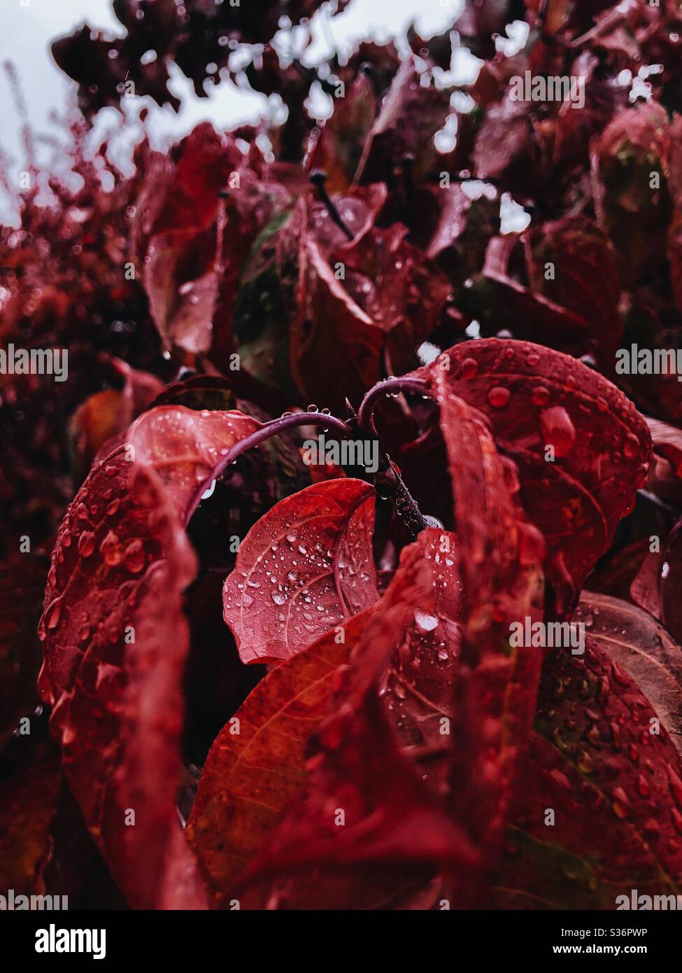 Rich deep colors hi-res stock photography and images - Alamy