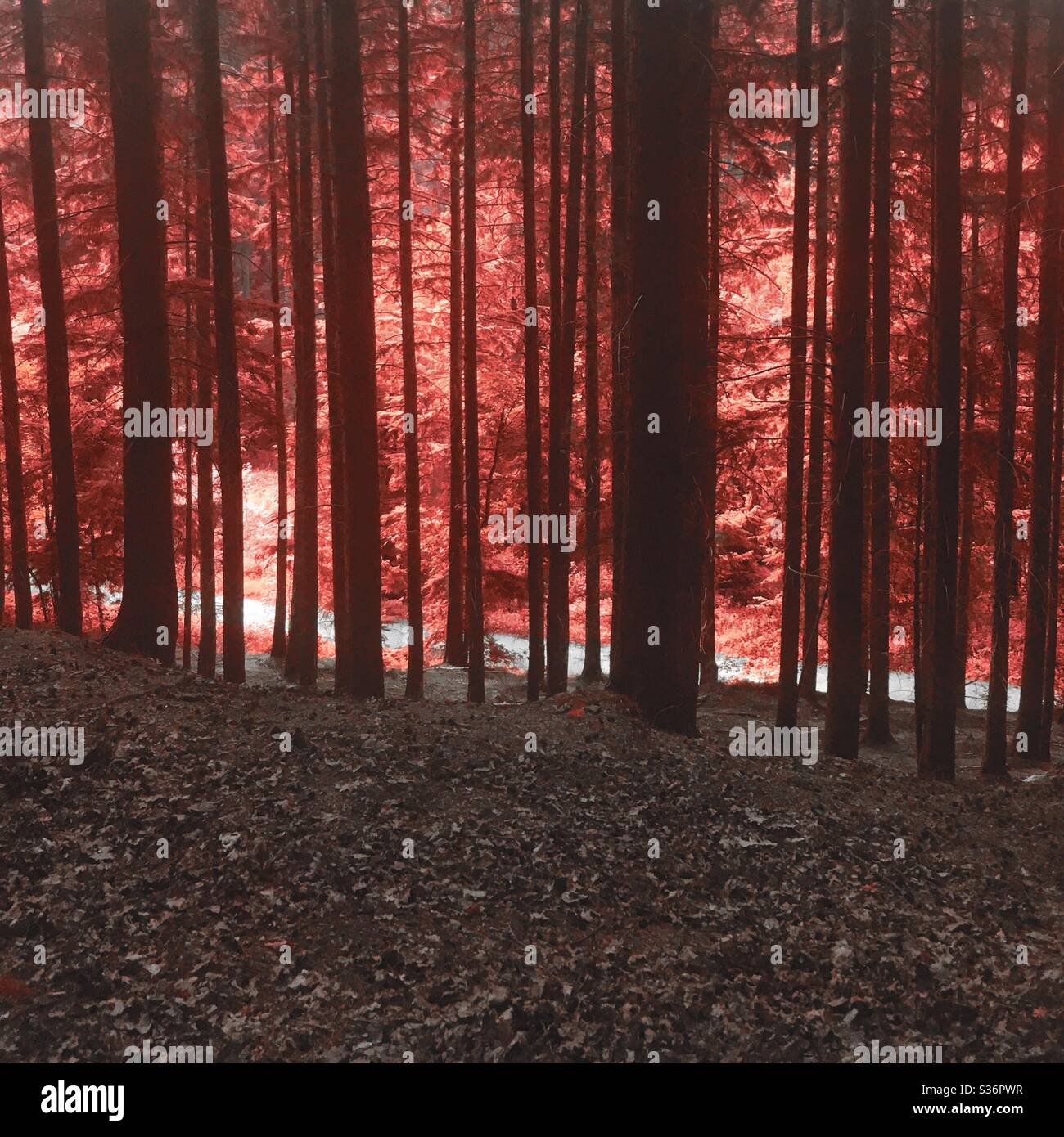 Red backlighting hi-res stock photography and images - Alamy