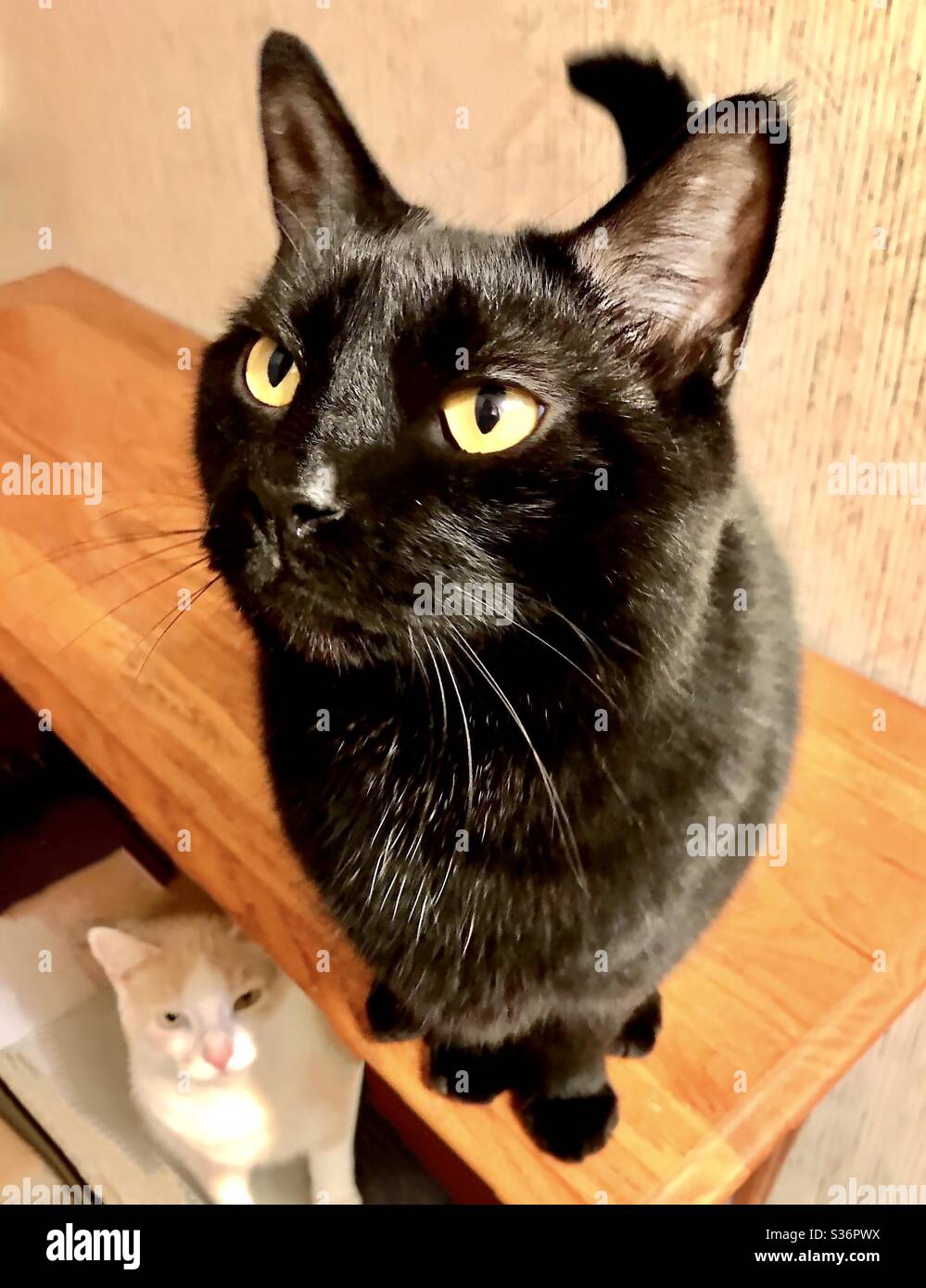 Bombay cat hi-res stock photography and images - Alamy