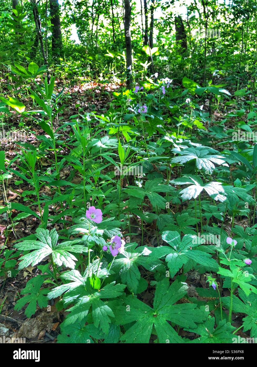 The magic of nature in the woods Stock Photo - Alamy