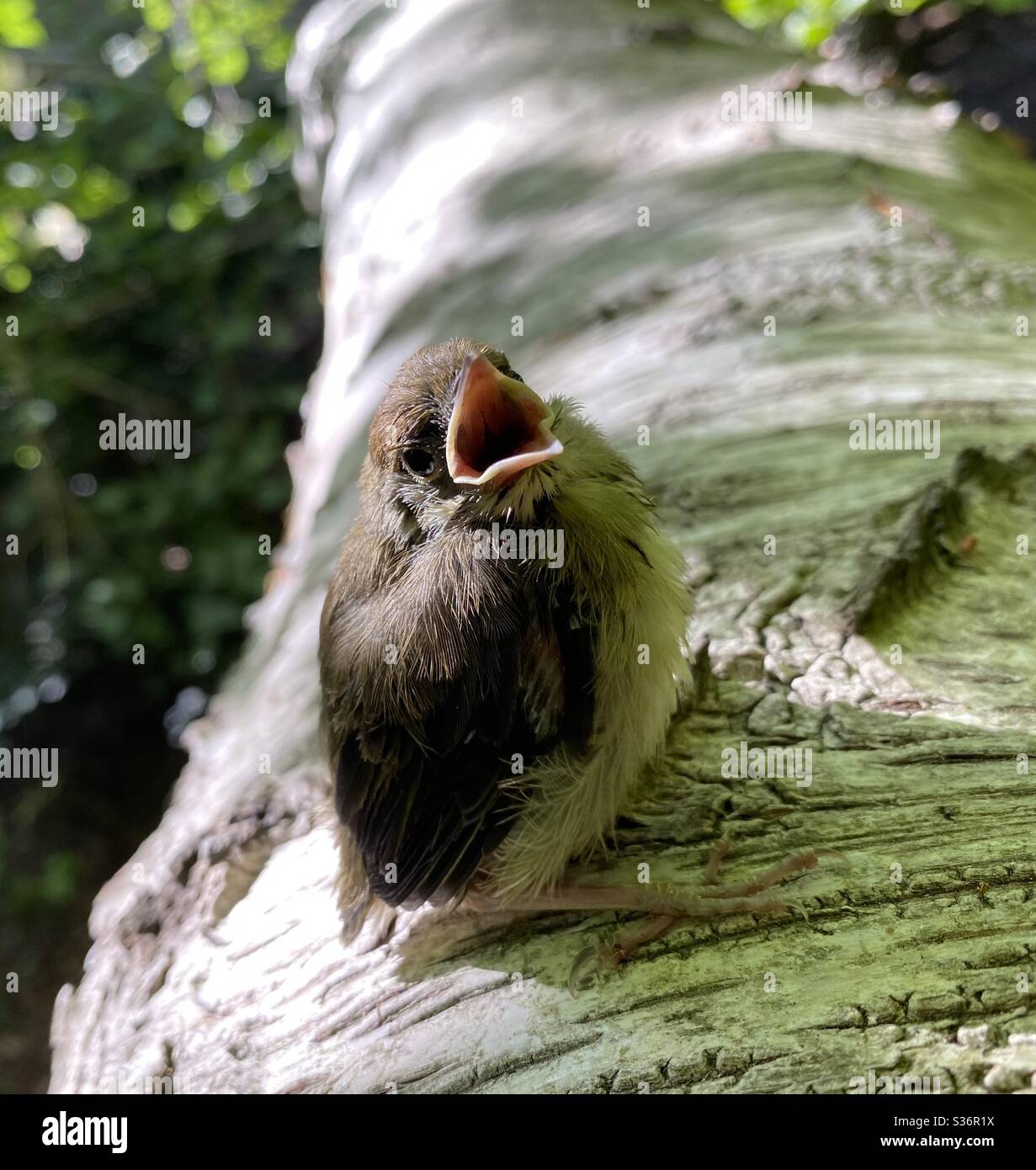Baby bird up close hi-res stock photography and images - Alamy