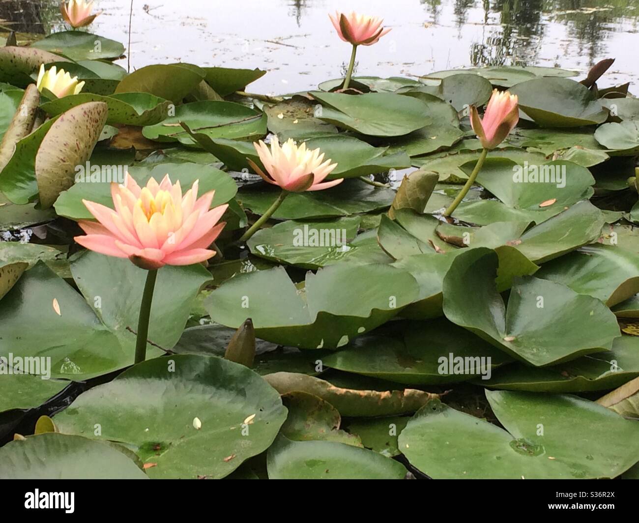 River with pink lotus flowers hi-res stock photography and images - Alamy