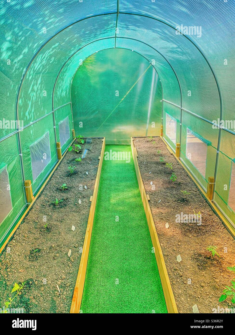 Newly planted Polytunnel, with small tomato, cucumber, chilli and ...