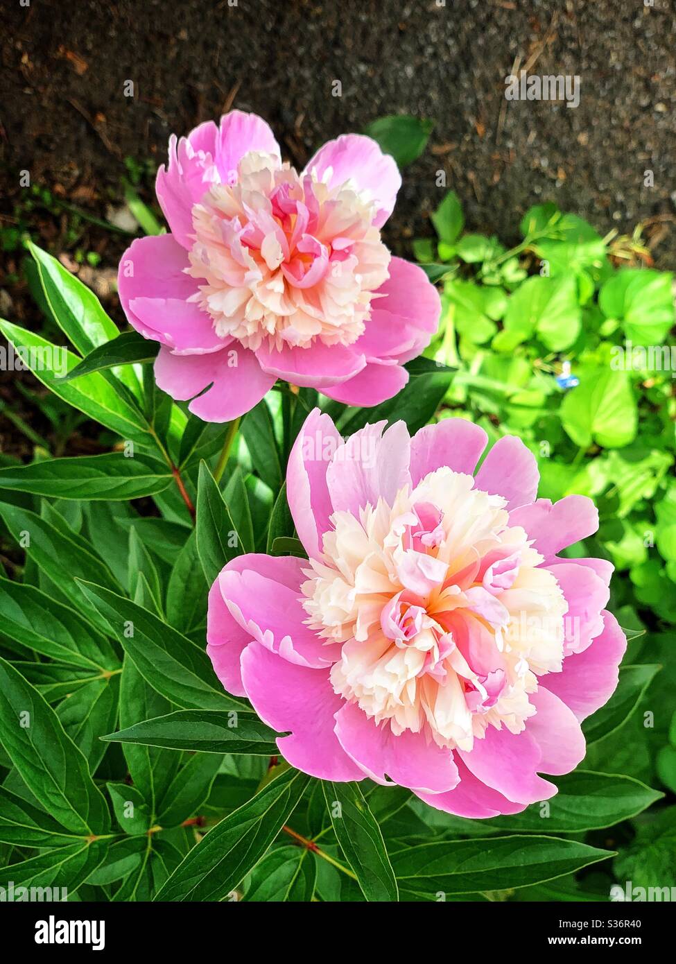 Grow peonies hi-res stock photography and images - Alamy