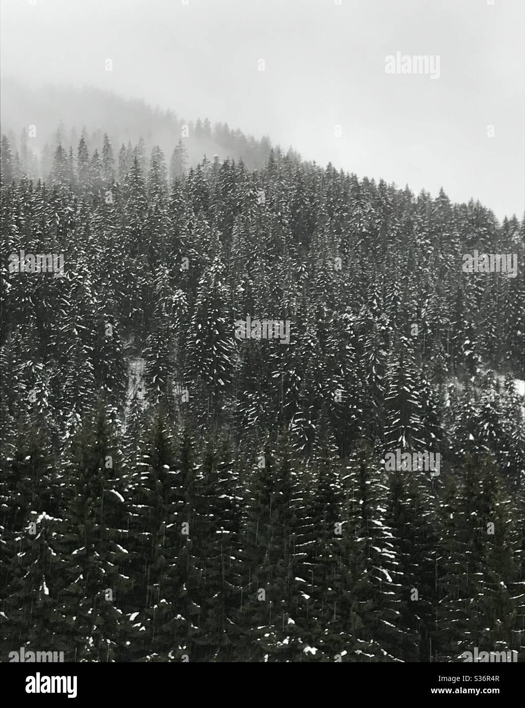 Winter Trees. The French Alps Stock Photo - Alamy