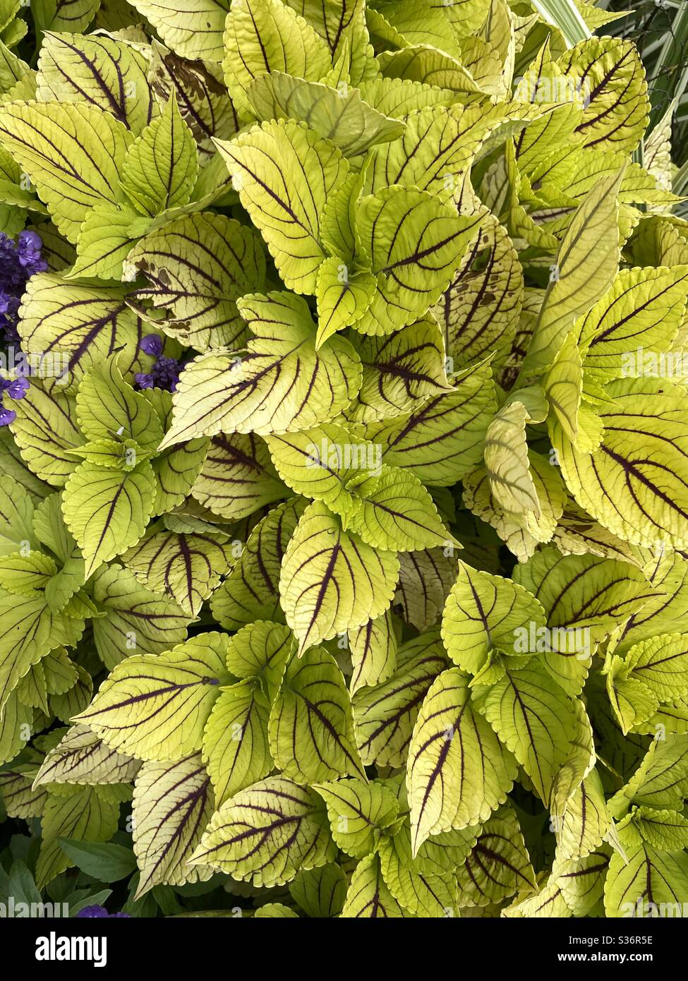 Colorful coleus plants in a garden Stock Photo - Alamy